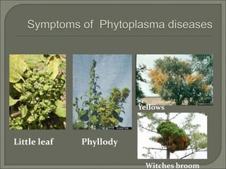 phytoplasma.ppt