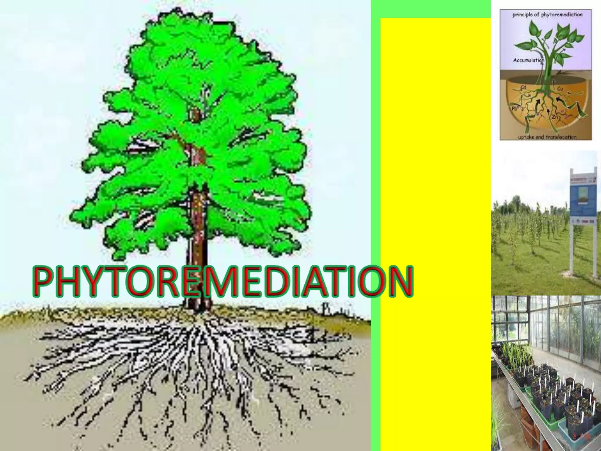 Phytoremediation | PPT