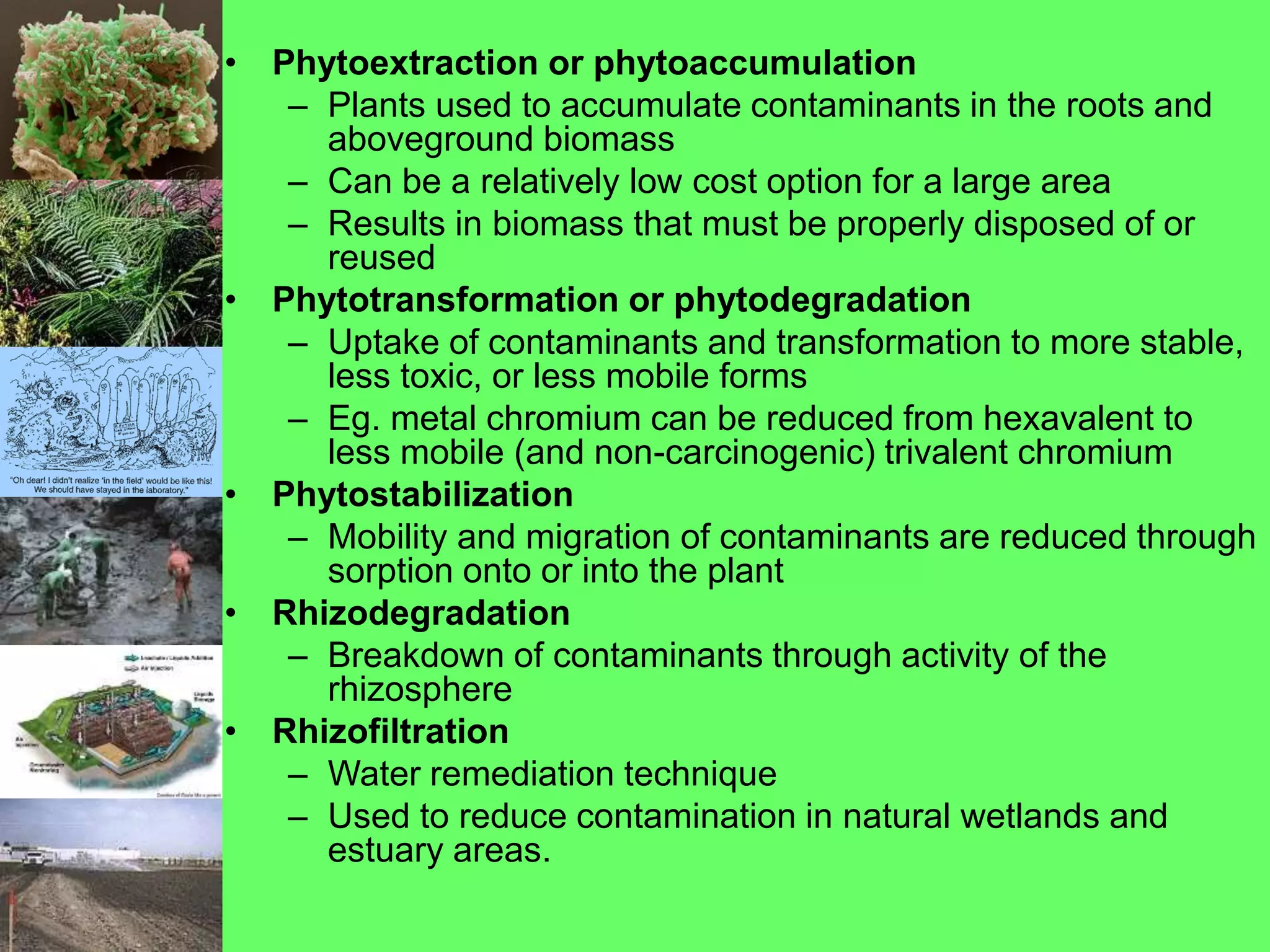 Phytoremediation | PPT