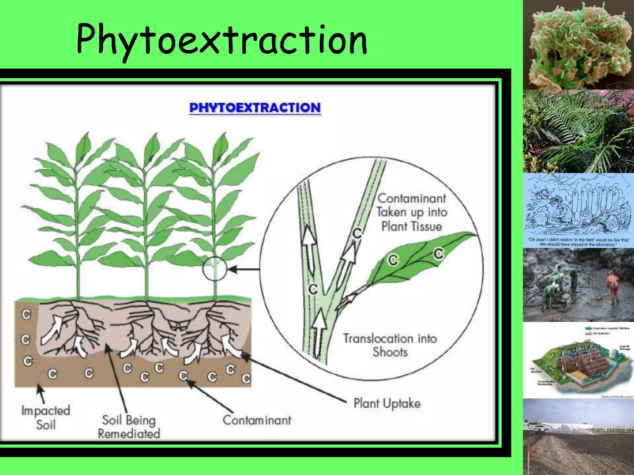Phytoremediation | PPT