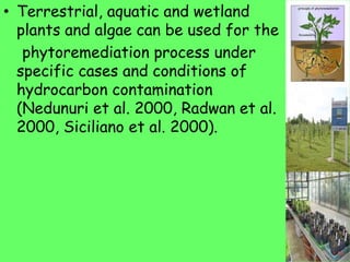 Phytoremediation | PPT