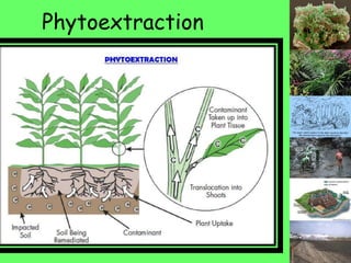 Phytoremediation | PPT