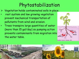 Phytoremediation | PPT
