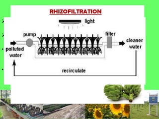 Phytoremediation | PPT