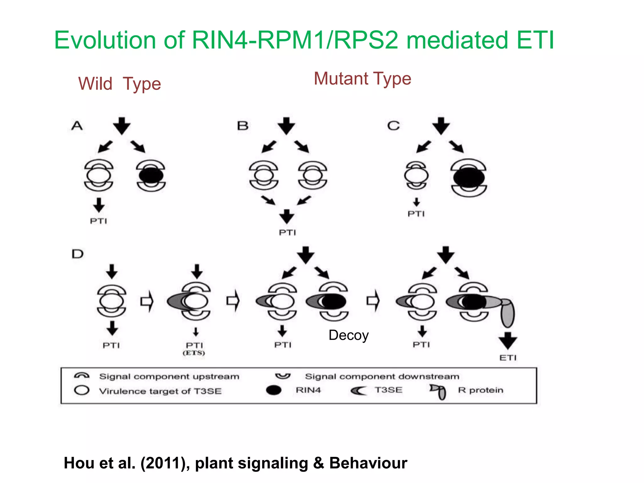 RIN 4 (RPM1 Interacting Protein) | PPT