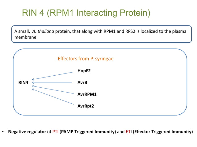 RIN 4 (RPM1 Interacting Protein) | PPTX