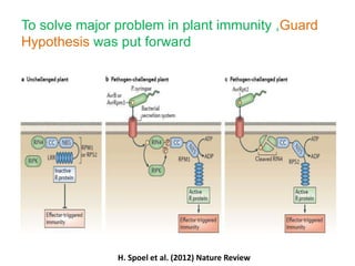 RIN 4 (RPM1 Interacting Protein) | PPTX