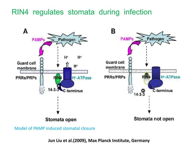 RIN 4 (RPM1 Interacting Protein) | PPTX