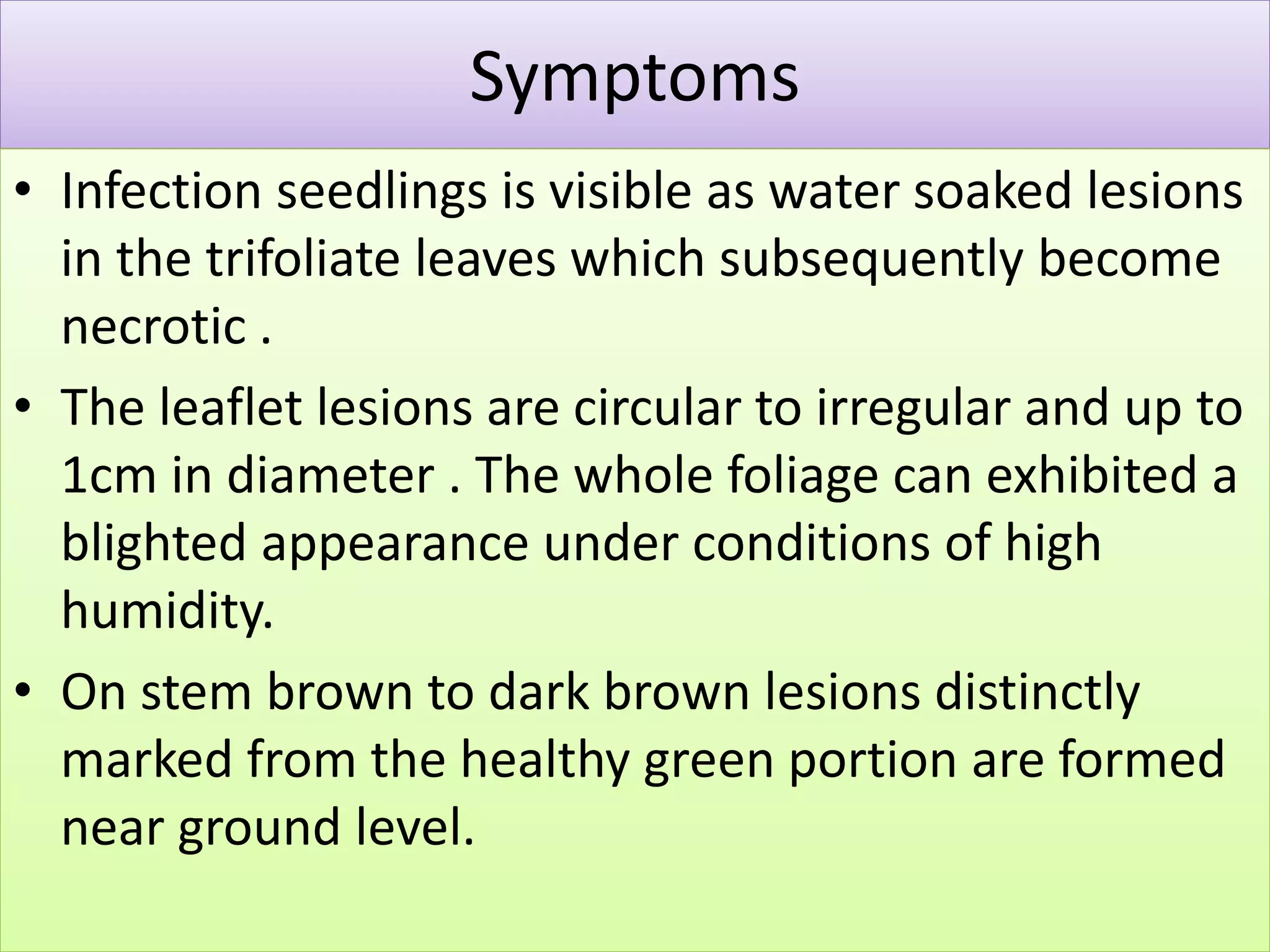 Phytopthora blight of pigeon pea | PPTX
