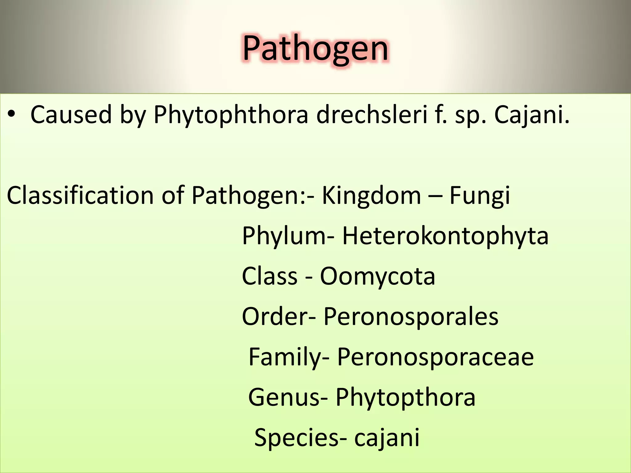 Phytopthora blight of pigeon pea | PPTX