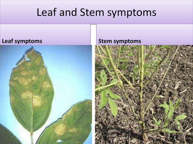 Phytopthora blight of pigeon pea | PPTX | Gardening | Home & Garden