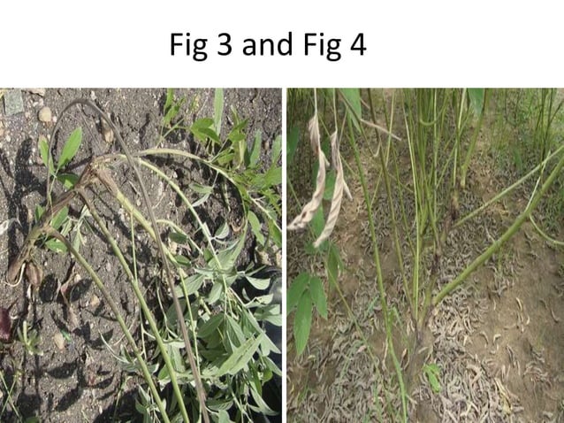 Phytopthora blight of pigeon pea | PPTX | Gardening | Home & Garden