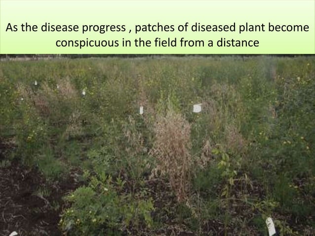 Phytopthora blight of pigeon pea | PPTX | Gardening | Home & Garden