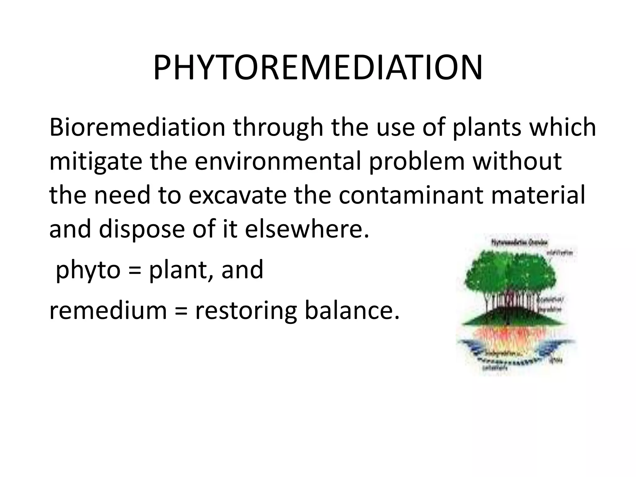Phytoremediation | PPTX