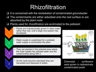 Phytoremediation | PPTX