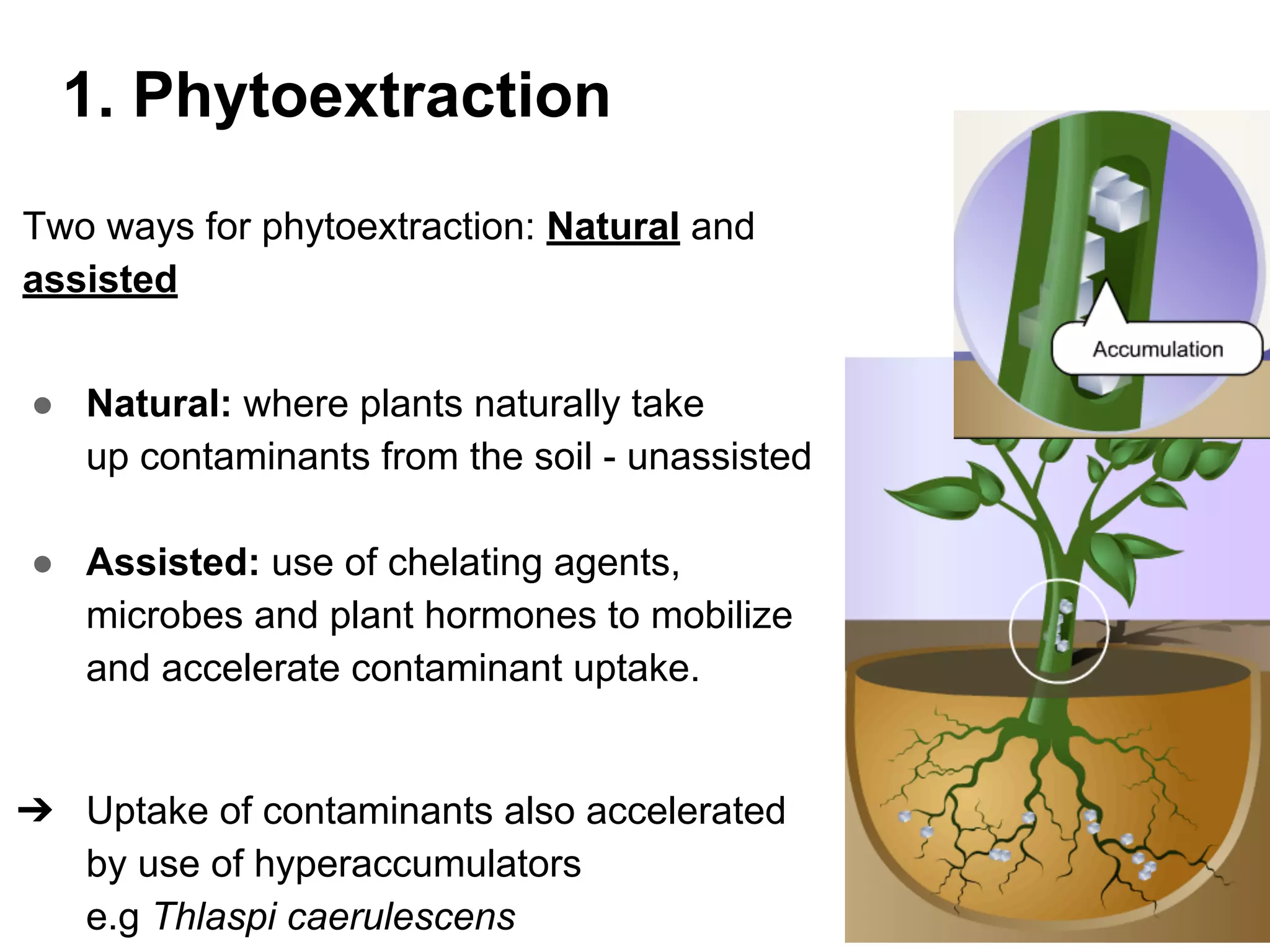 Phytoremediation | PDF