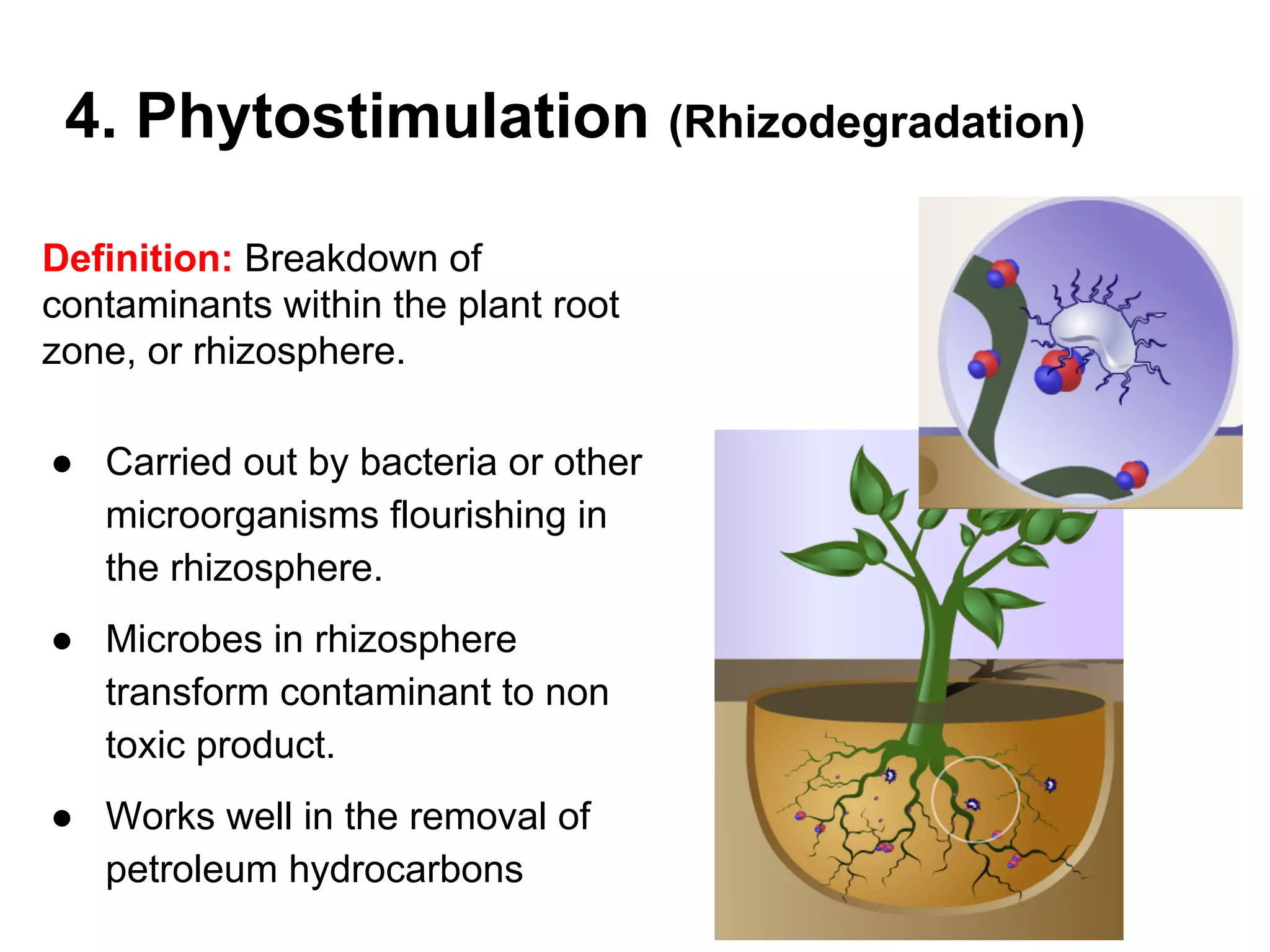 Phytoremediation | PDF