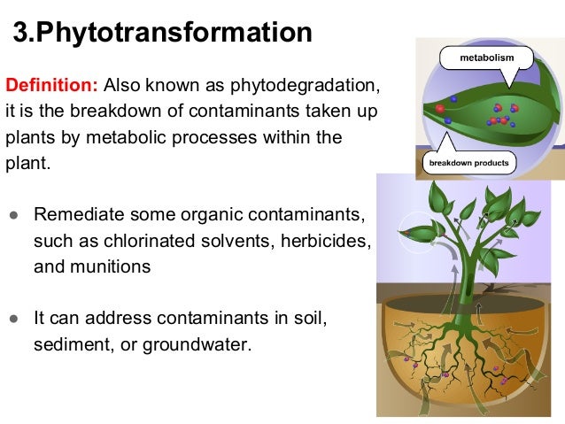 Phytodegradation