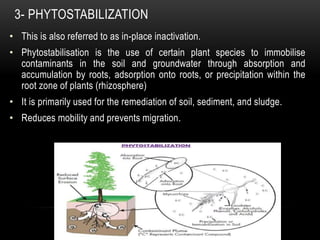 Phytoremediation | PPTX