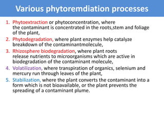 Phytoremediation.ppt