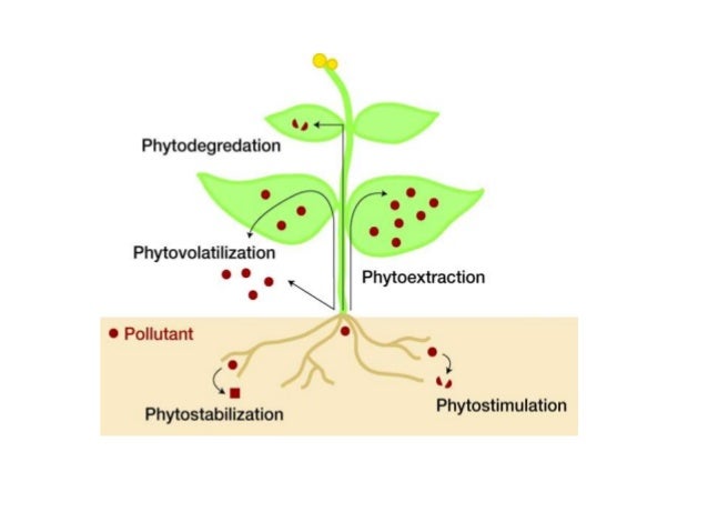 Phytoremediation.ppt