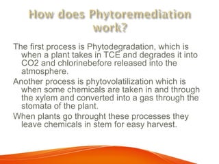Phytoremediation | PPT