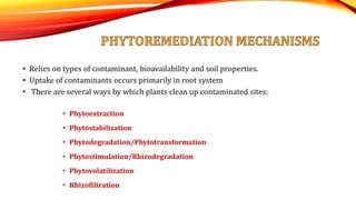 Phytoremediation | PPTX