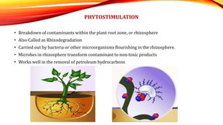 Phytoremediation | PPTX