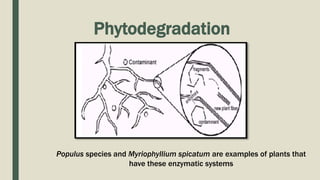Phytoremediation | PPT