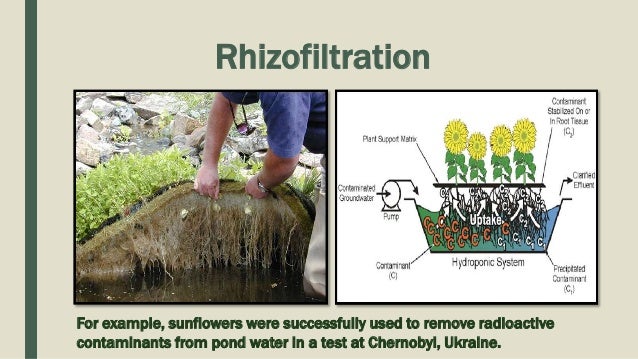 Phytoremediation