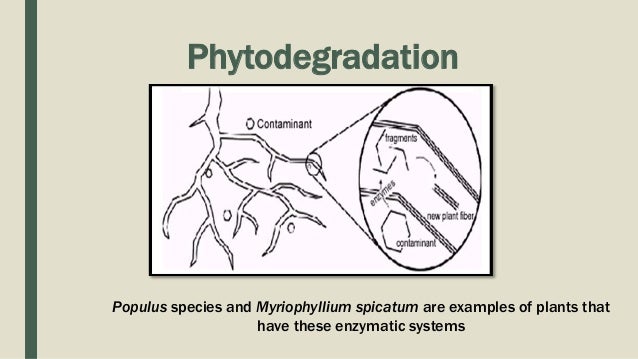 Phytodegradation