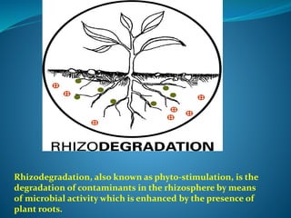 Phytoremediation | PPTX | Environmental Services Industry | Industries