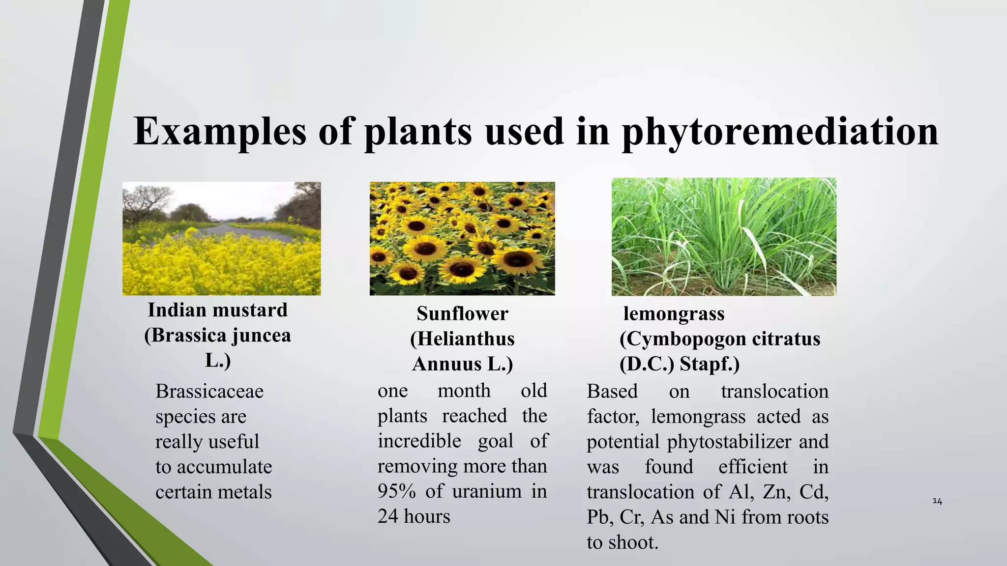 Phytoremediation | PPTX