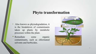 Phytoremediation | PPTX