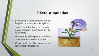 Phytoremediation | PPTX