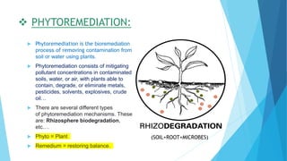Phytoremediation | PPTX
