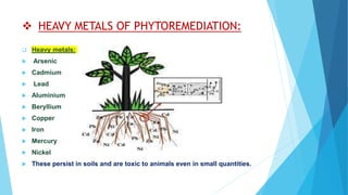 Phytoremediation | PPTX