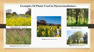 phytoremediation.pptx