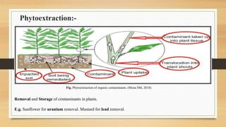 phytoremediation.pptx