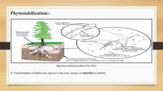 phytoremediation.pptx