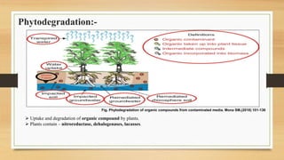 phytoremediation.pptx