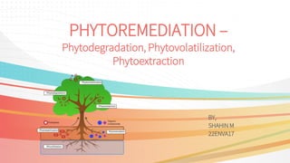 Phytoremediation of soil from pollutants | PPT