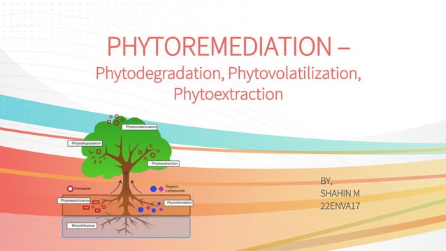 Phytoremediation of soil from pollutants | PPT