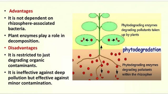 Phytoremediation-2 and its types classification | PDF | Agriculture ...