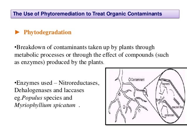 Phytodegradation