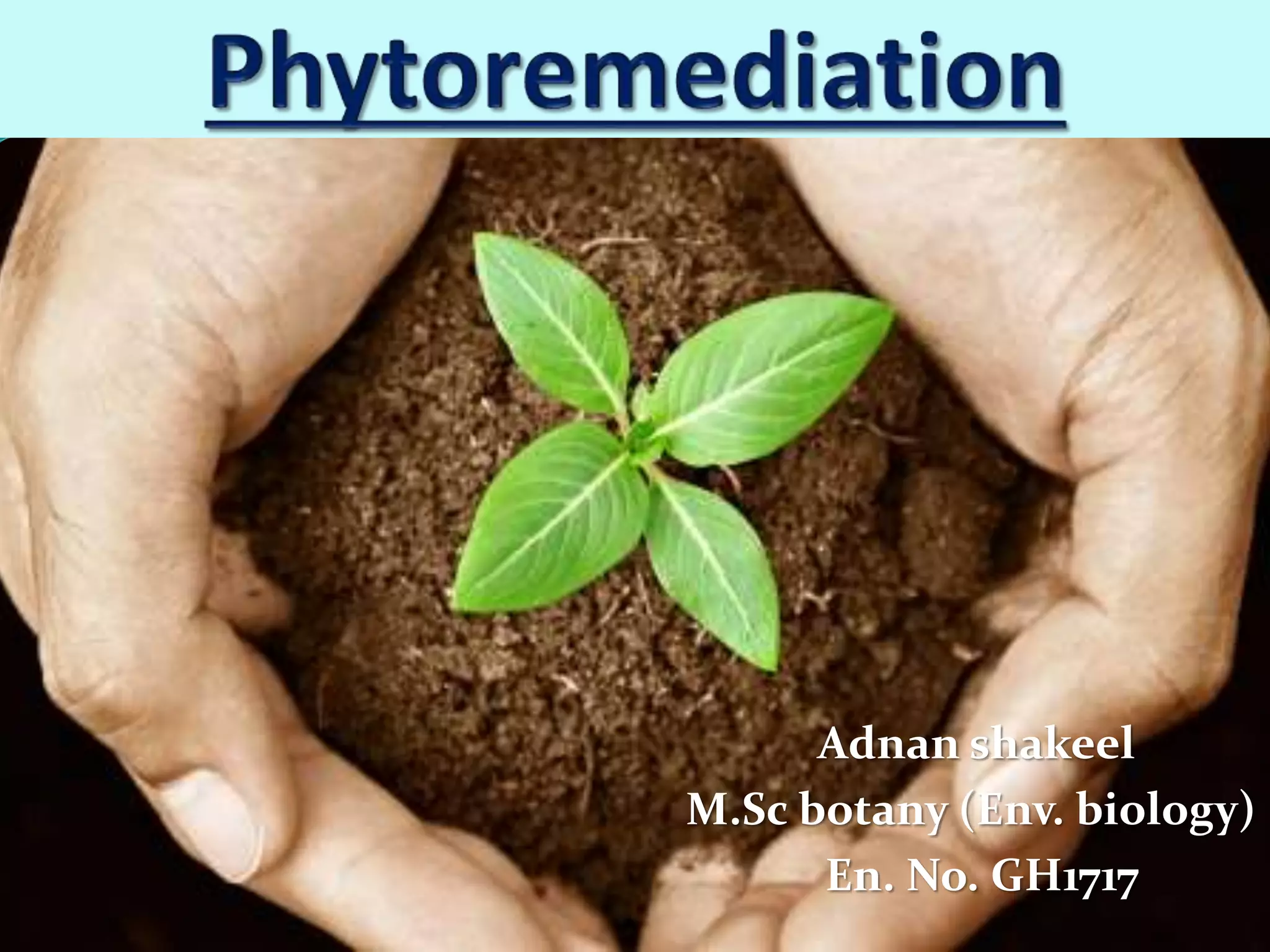 Phytoremediation | PPT