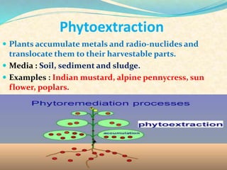 Phytoremediation | PPT