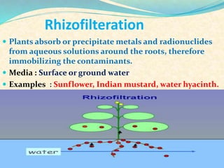 Phytoremediation | PPT