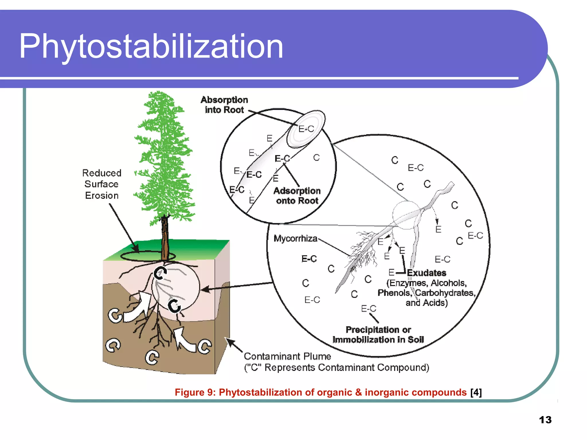 Phytoremediation, an option for tertiary treatment of sewage | PPT
