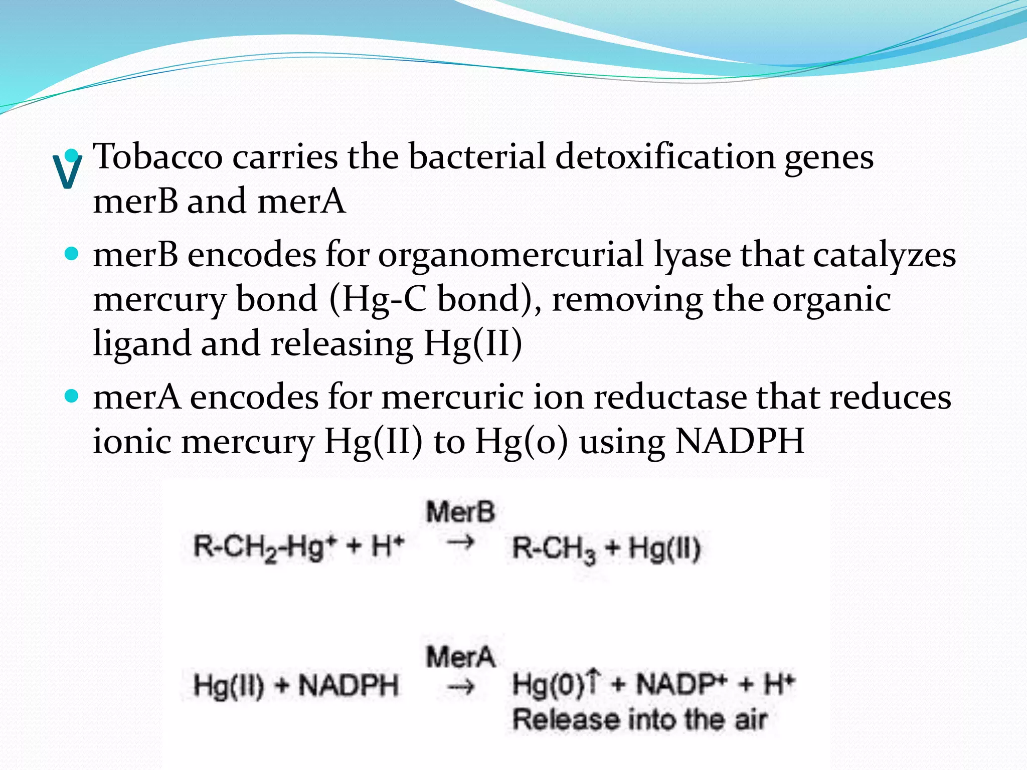 Phytoremediation | PPTX